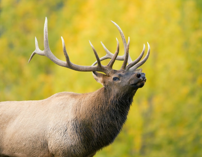 What Is Elk Stack What Is Elk Stack
